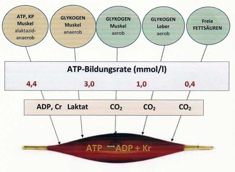 Was bedeutet: ATP-Resynthese?