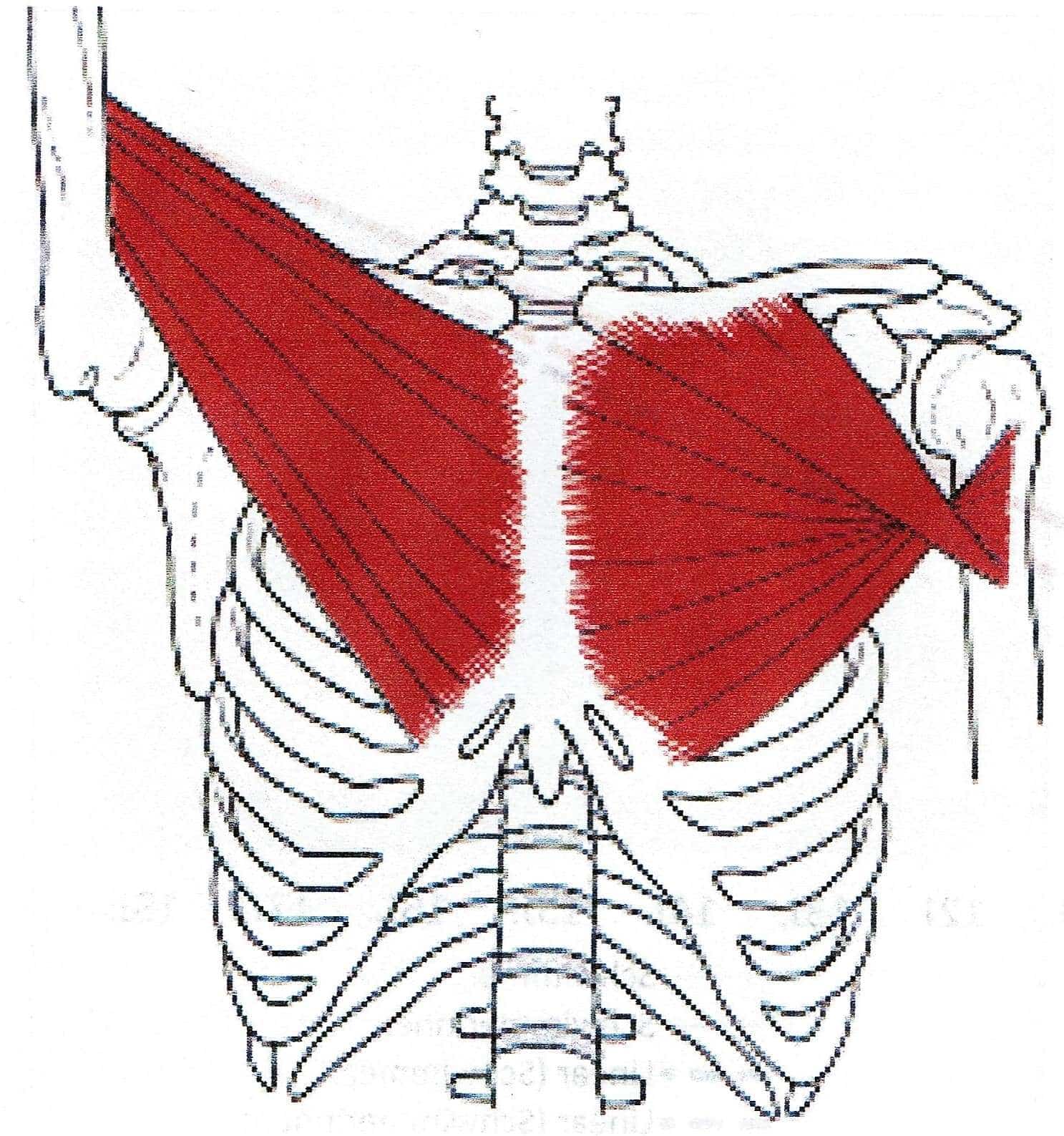 Was bedeutet: Brustmuskel, großer?
