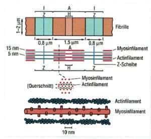 Was bedeutet: Myofibrillen?