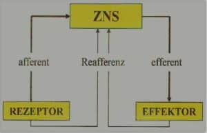 Was bedeutet: Reflexbogen?