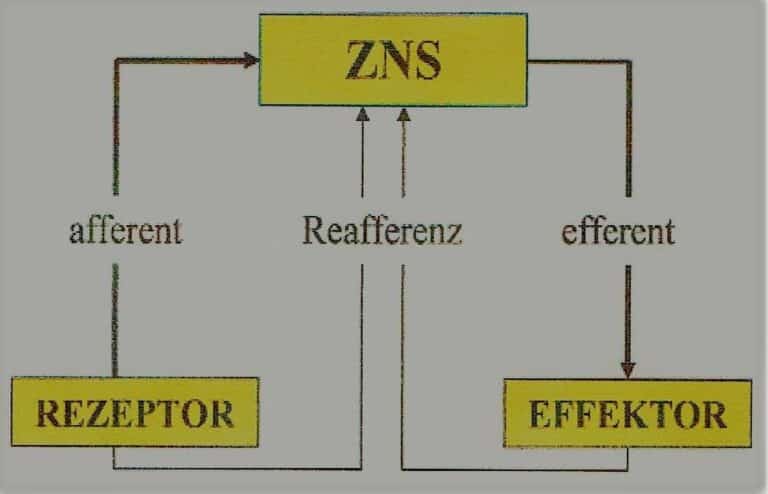 Was bedeutet: Reflexbogen?