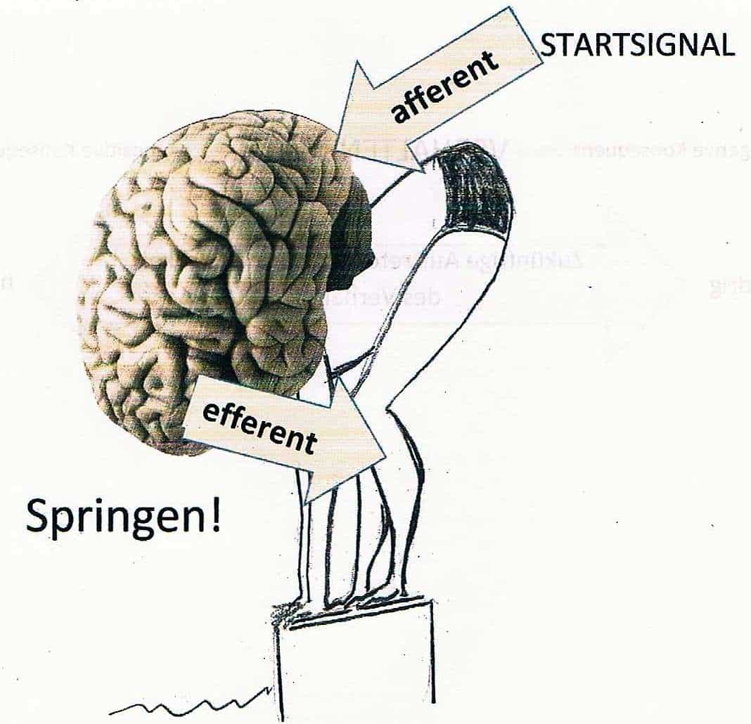 Was bedeutet: efferent?
