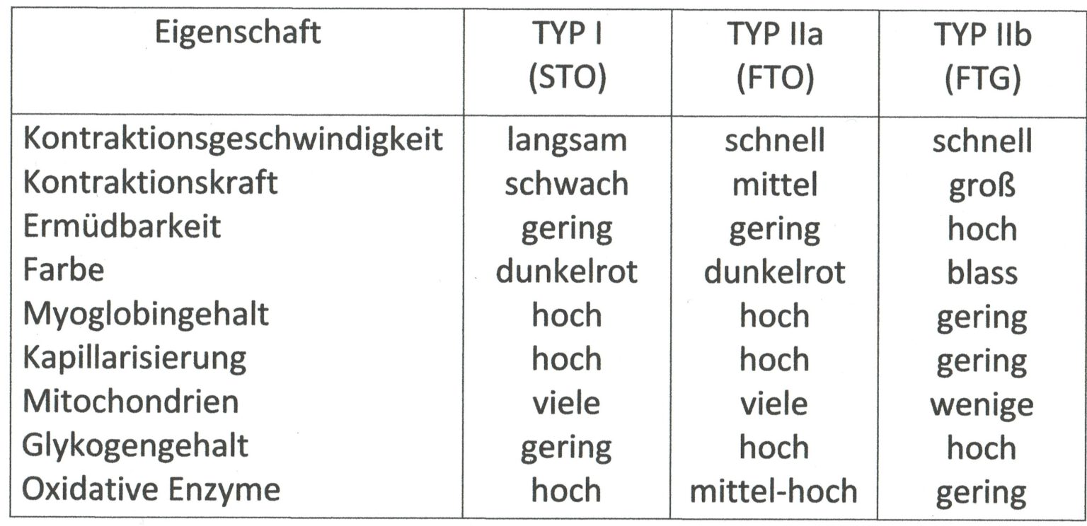 Muskelfasertypen | SWIMLEX | Das Lexikon des Schwimmsports