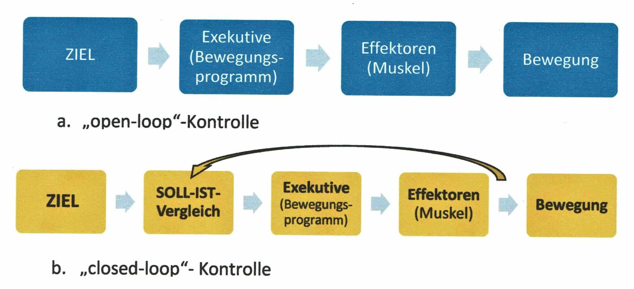 Open-Loop -Bewegung | SCHWIMMLEXIKON | Das Lexikon des Schwimmsports